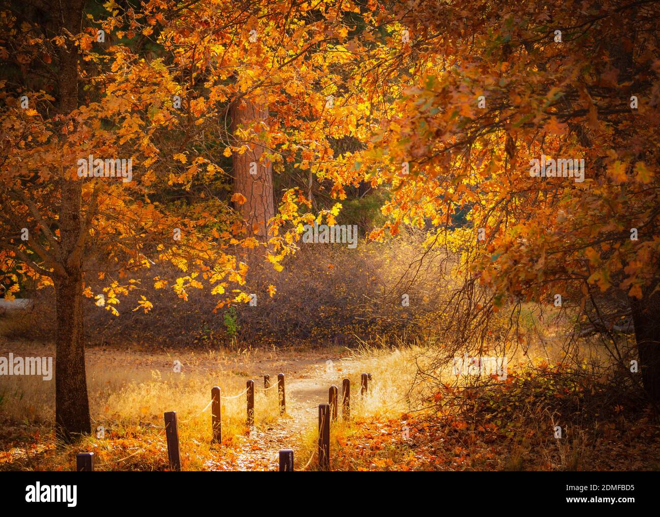 Sunlight beams above trees hi-res stock photography and images - Alamy