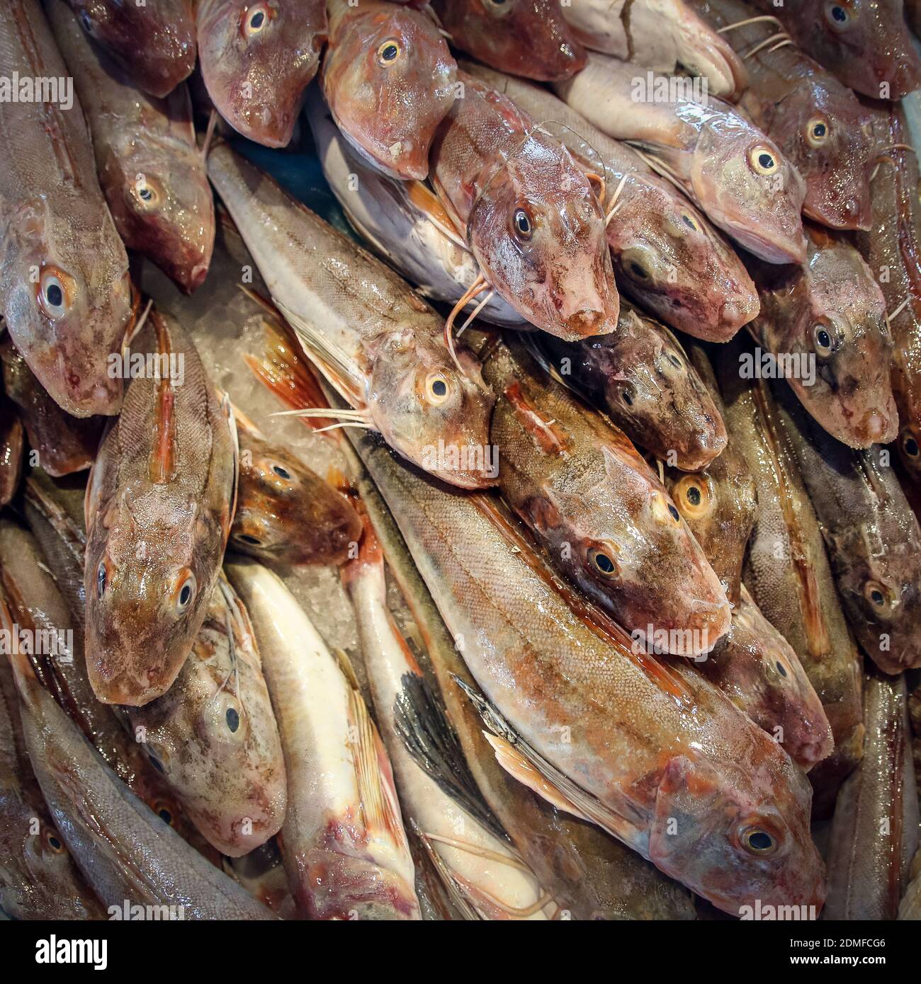 Extinct fish hi-res stock photography and images - Alamy