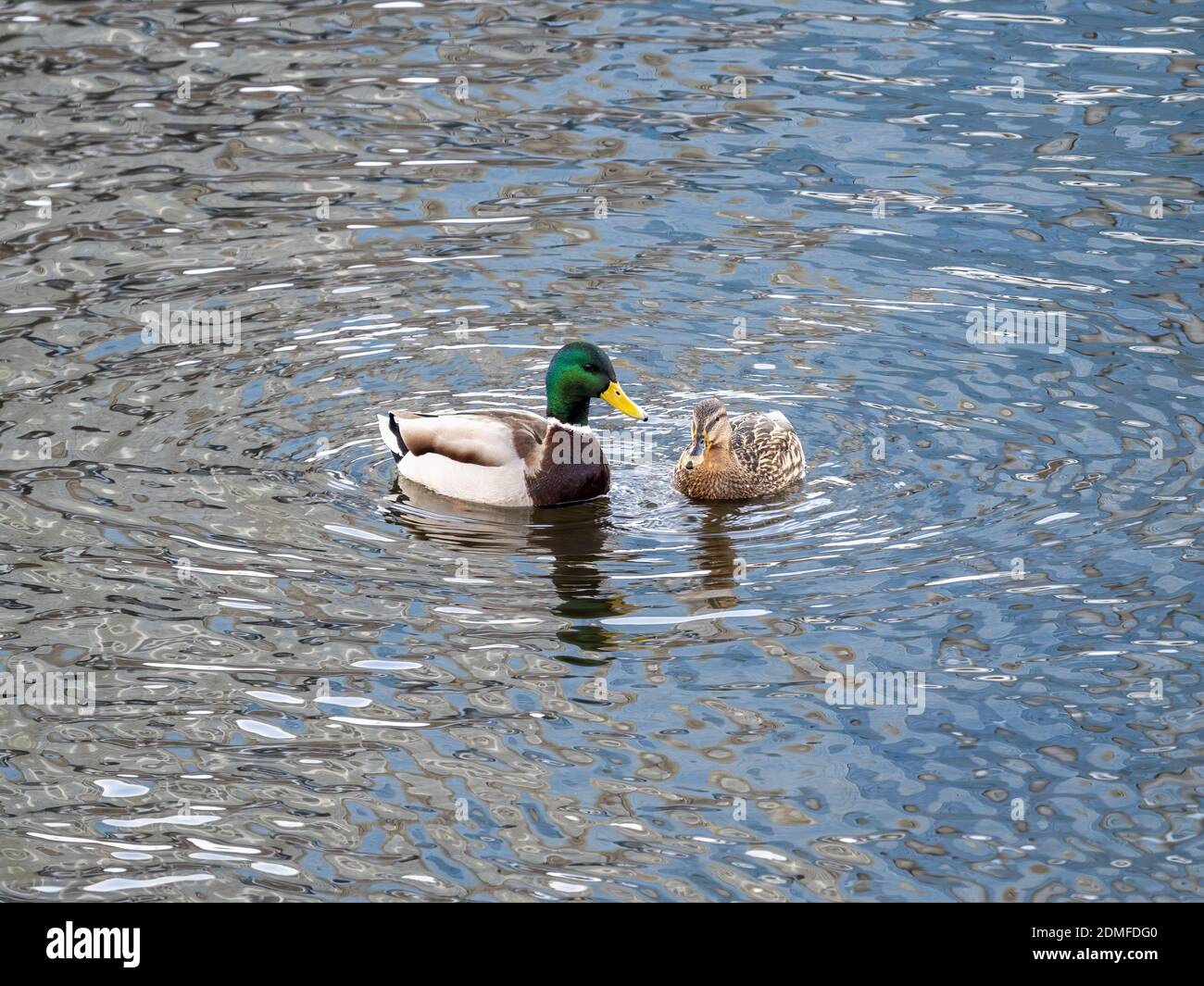 A couple of mallard ducks swims in the river. Mallard ducks, latin name ...