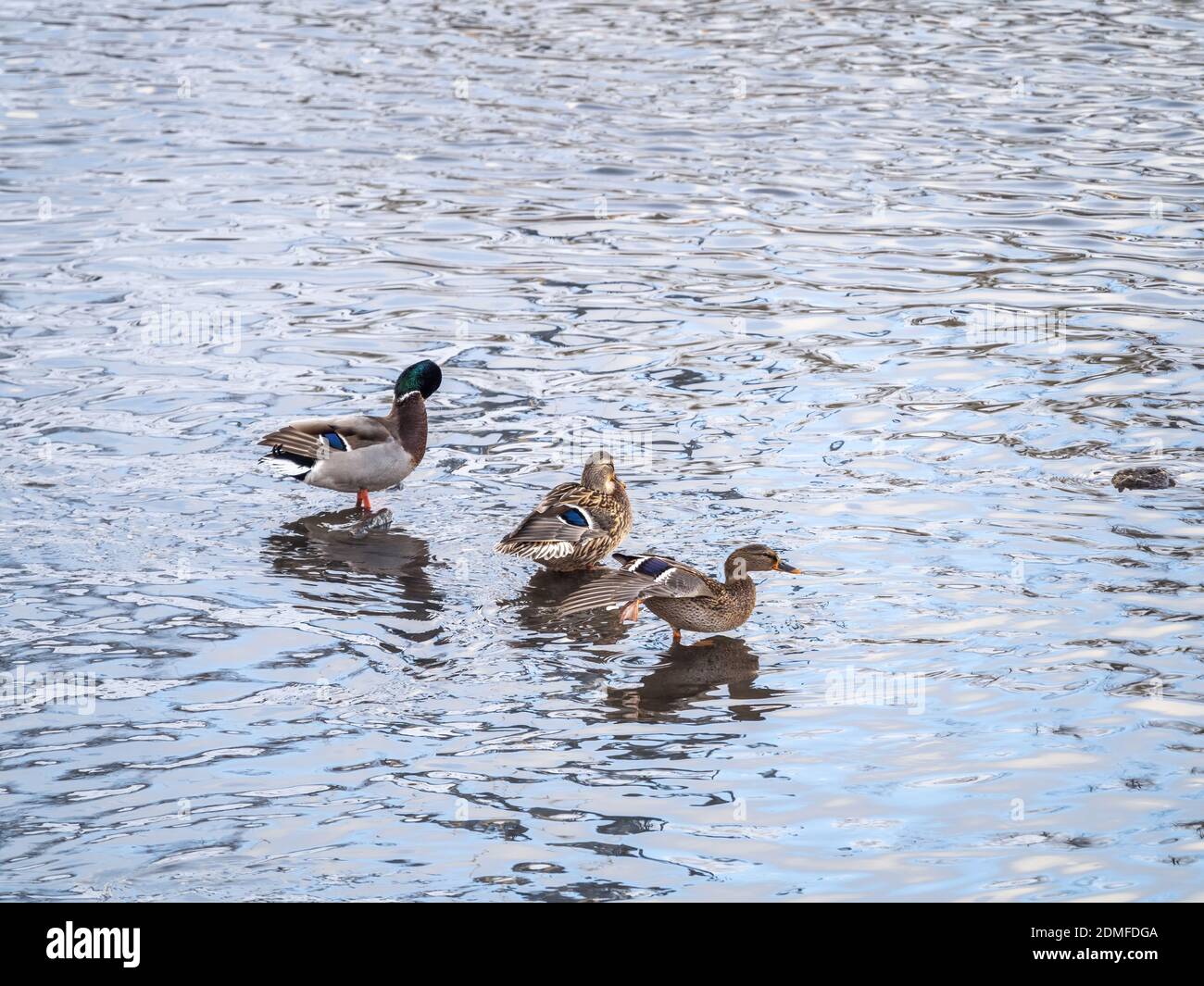 Ducks stand in a shallow river. Wild ducks stands in shallow water on a ...