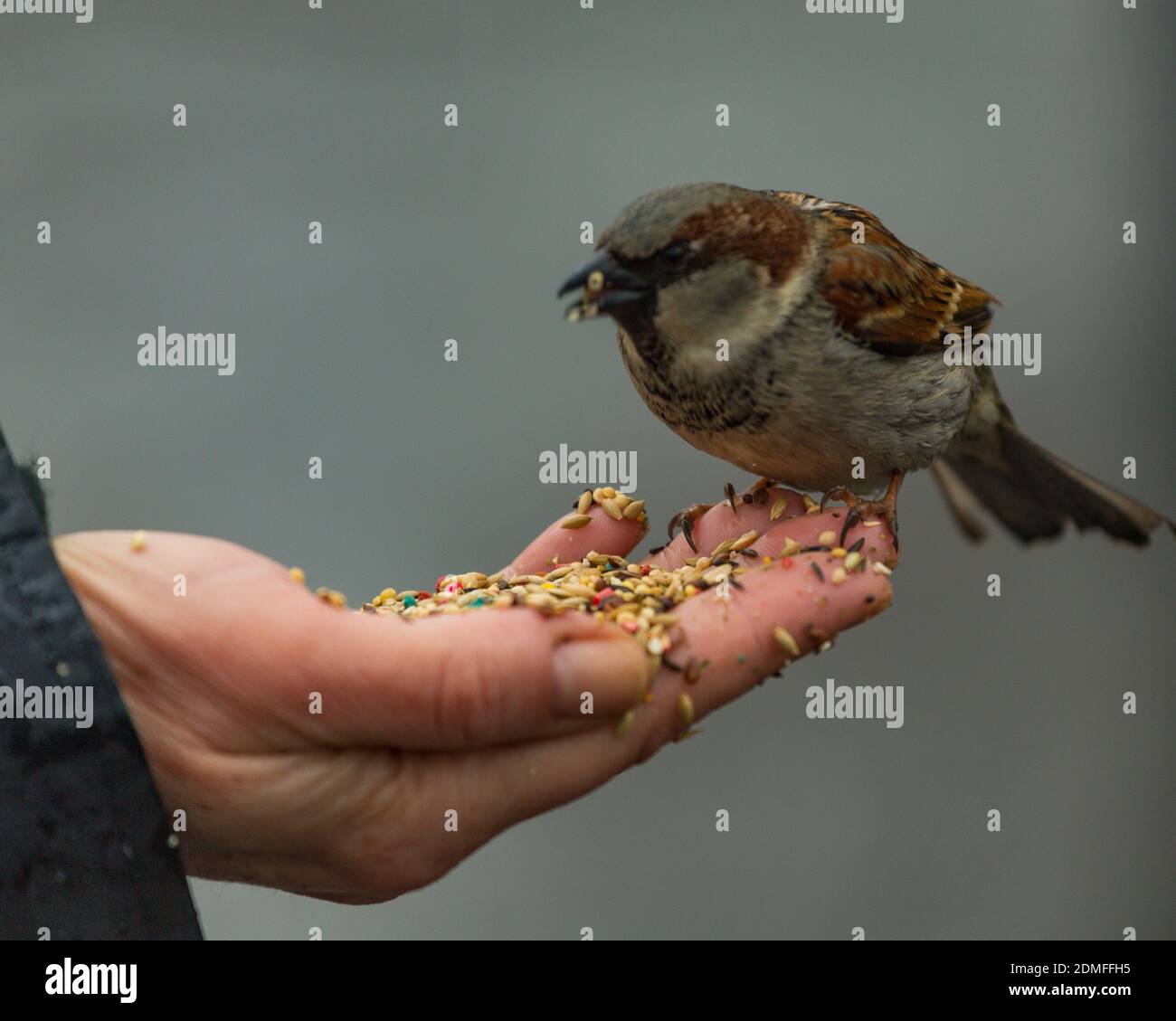 Wild animals eating human food hi-res stock photography and images - Alamy