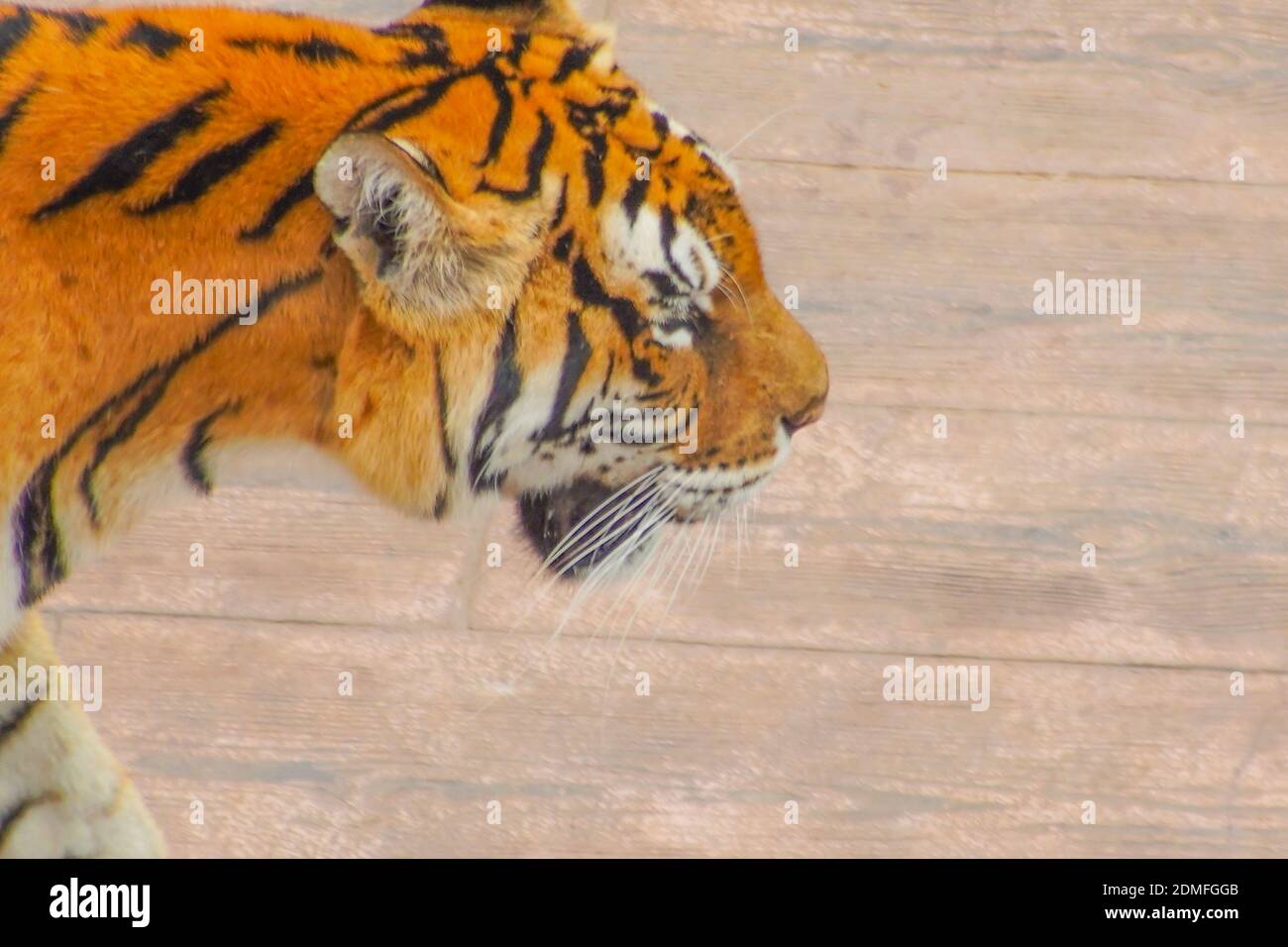 A closeup shot of an angry tiger in the zoo Stock Photo - Alamy