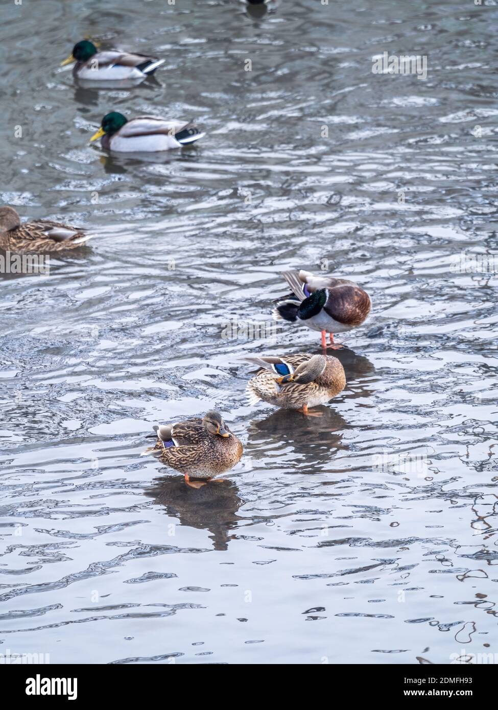 Ducks stand in a shallow river. Wild ducks stands in shallow water on a ...