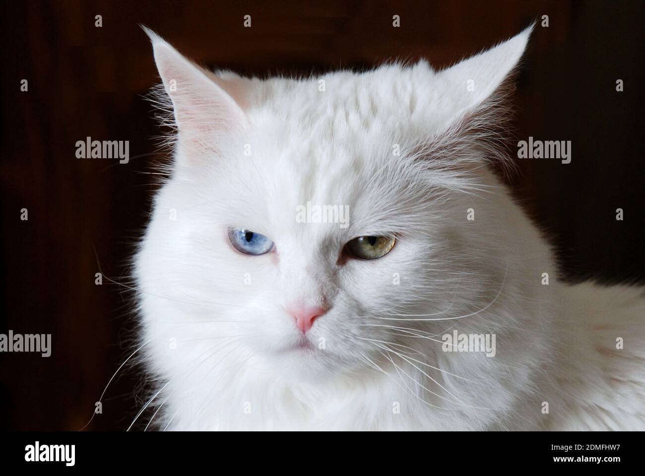 Angora Cat High Resolution Stock Photography and Images - Alamy