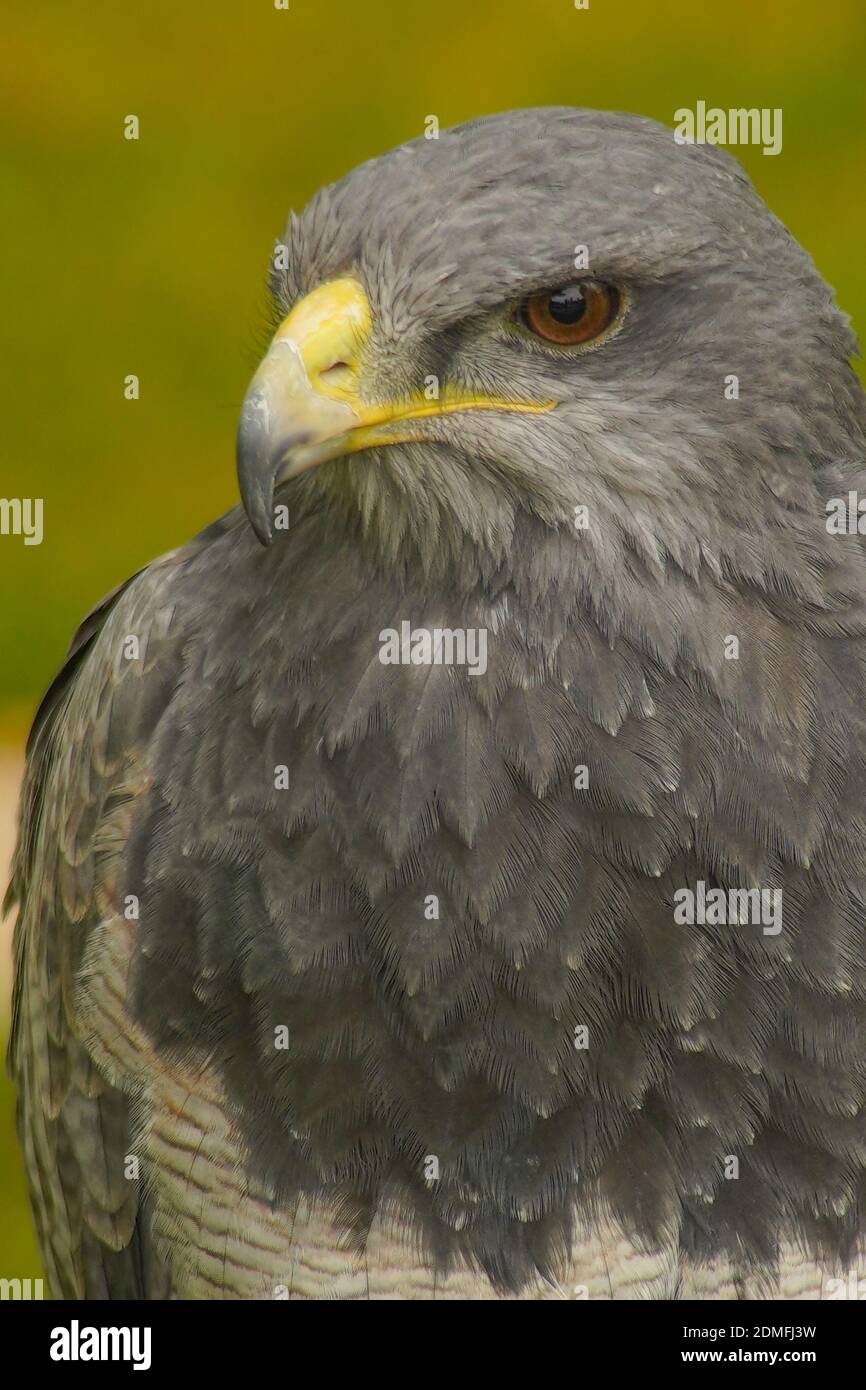 Gray eagle hi-res stock photography and images - Alamy