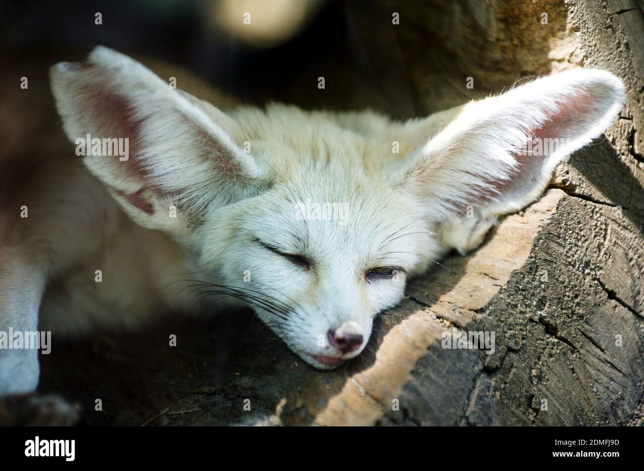 Fennec fox sleeping hi-res stock photography and images - Alamy