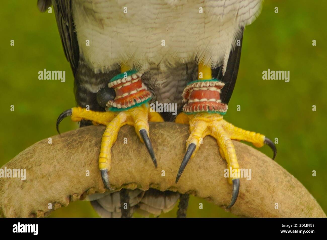 Sharp claw claws hi-res stock photography and images - Alamy