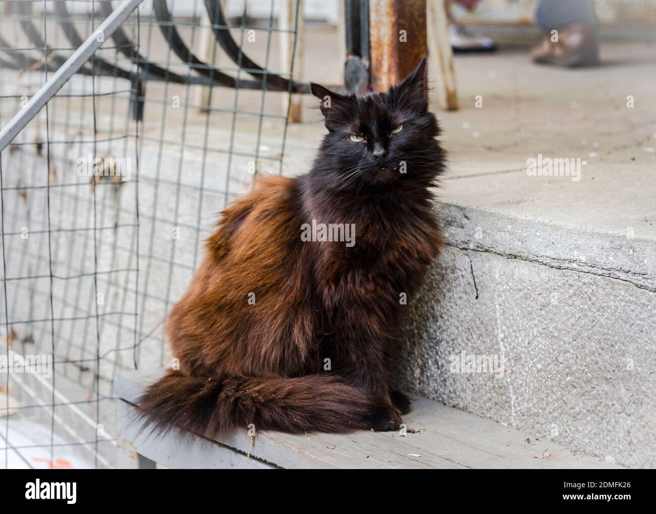 A homeless cat with scars from fights and a stern look Stock Photo - Alamy