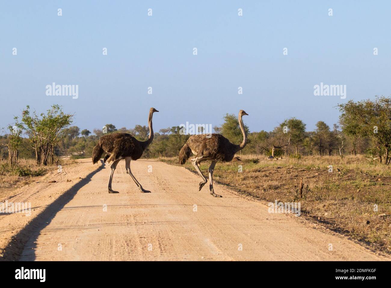 Pair of Common Ostrich (Struthio camelus) female hens crossing a dirt ...
