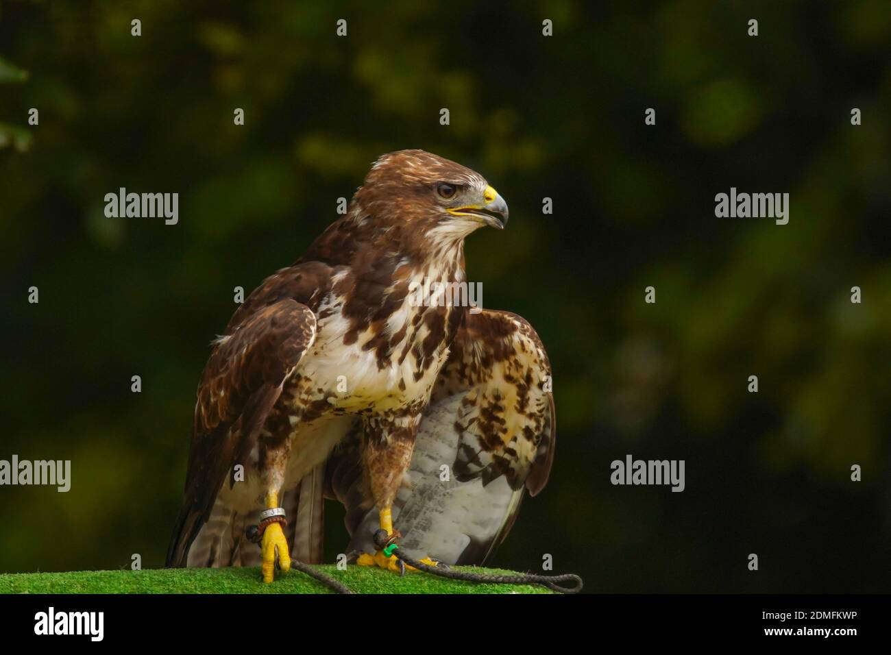 A closeup shot of a common buzzard eagle tied on its feet in the zoo ...