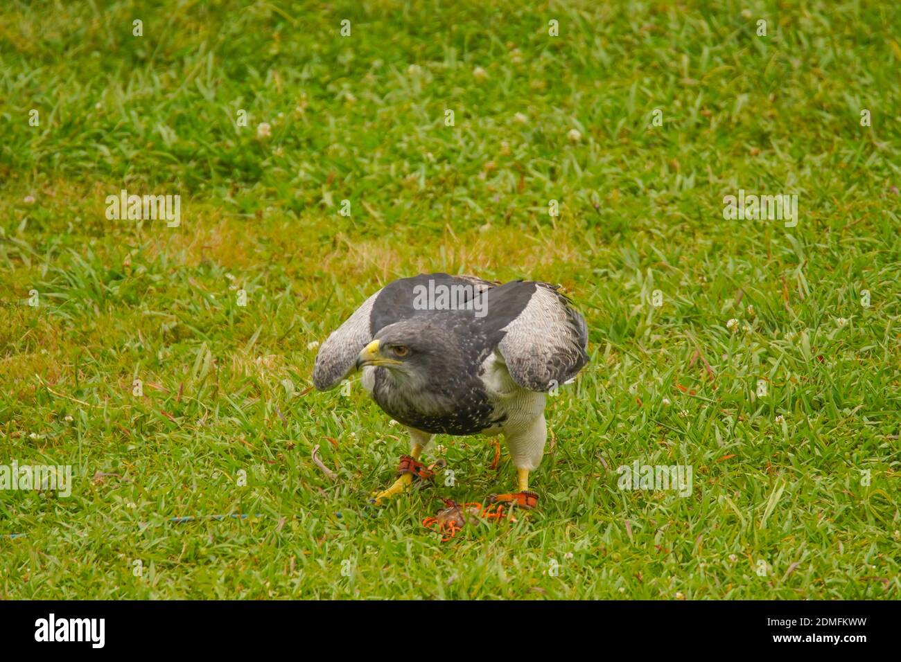 A view of gray buzzard eagle on the ground Stock Photo - Alamy