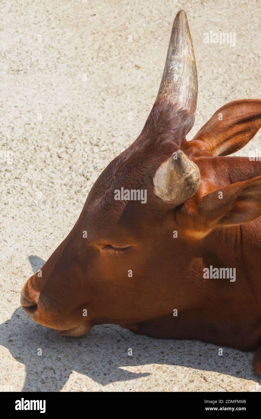 A high angle shot of brown horned bull sleeping on a concrete surface ...