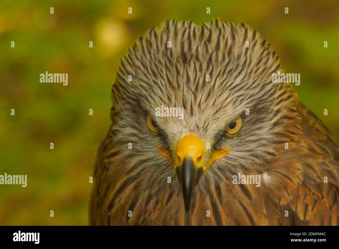 Black kite head shot hi-res stock photography and images - Alamy