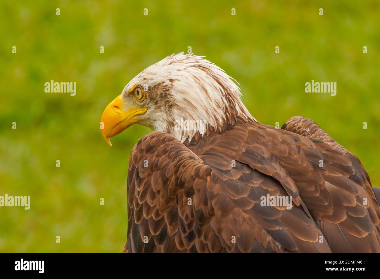 A back view of bald eagle with green bokeh background Stock Photo - Alamy