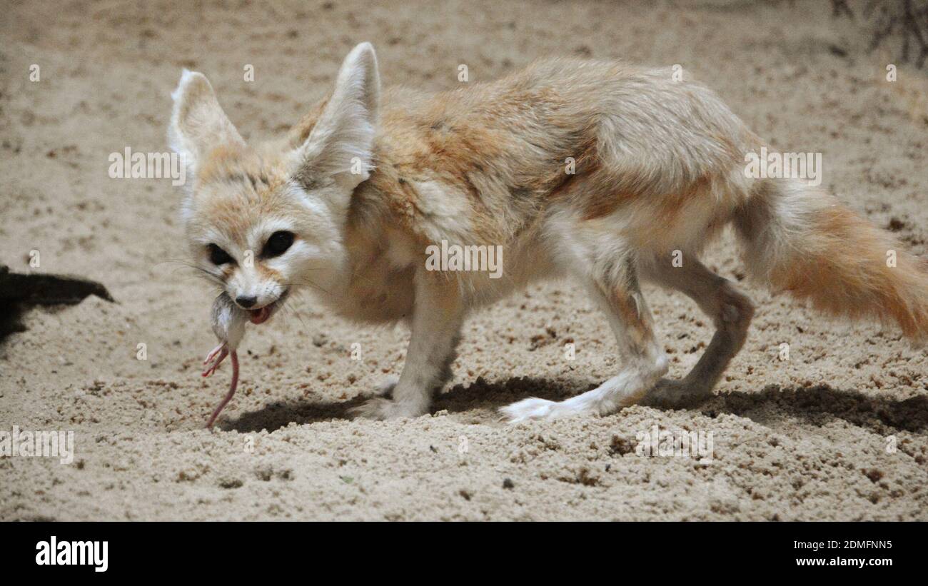 A fox and a mouse hi-res stock photography and images - Alamy