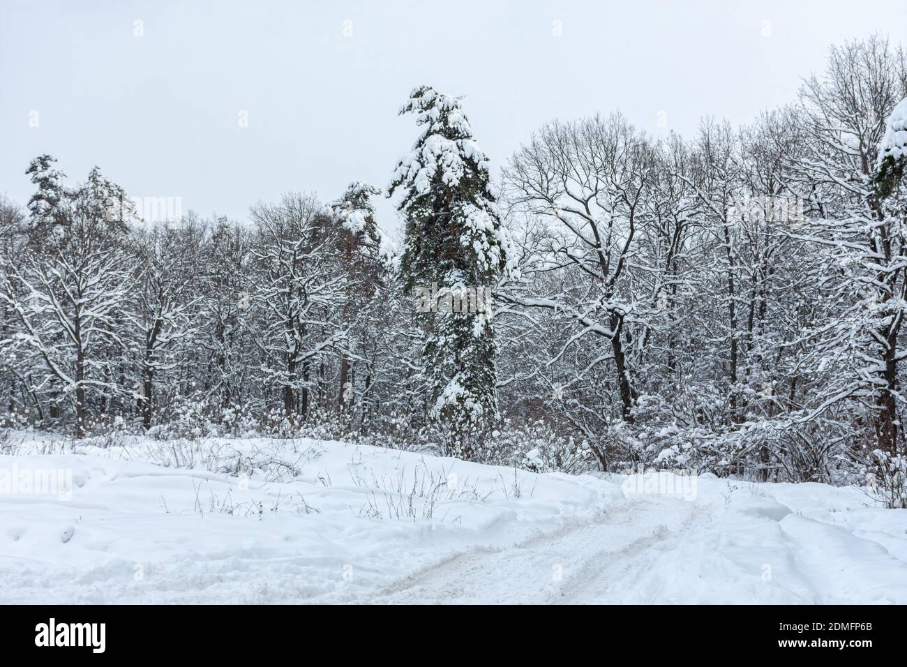 Snow-covered trees in the forest. Winter natural background. The tree ...