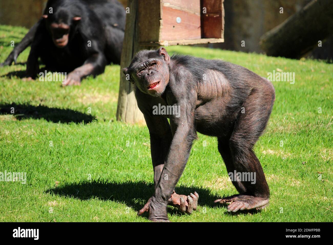 Black and with chimpanzee hi-res stock photography and images - Alamy