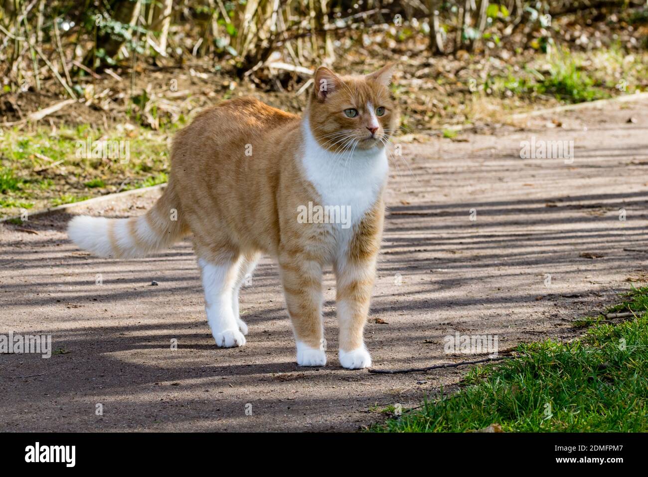 Puffed tail hi-res stock photography and images - Alamy