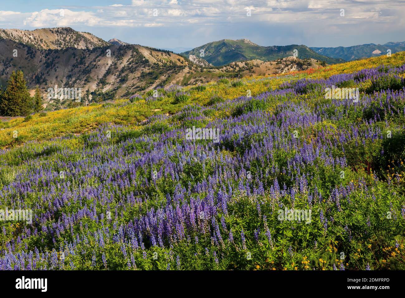 Field of wildflowers, Albion Basin, Little Cottonwood Canyon, Wasatch ...