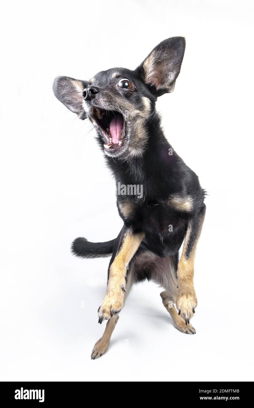 Animal portrait with open mouth Cut Out Stock Images & Pictures - Alamy