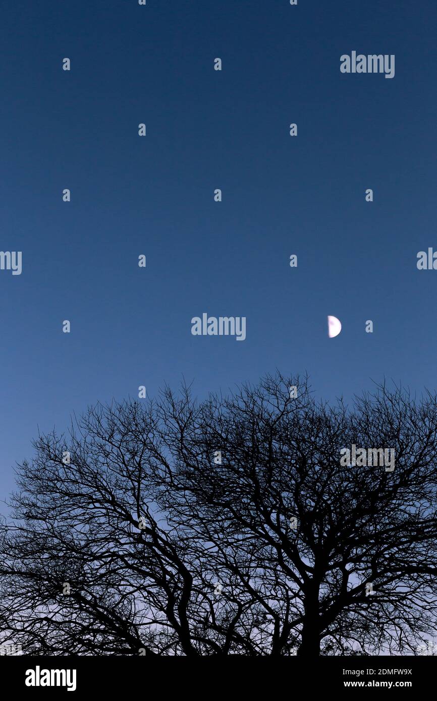Moon tree branches hi-res stock photography and images - Alamy