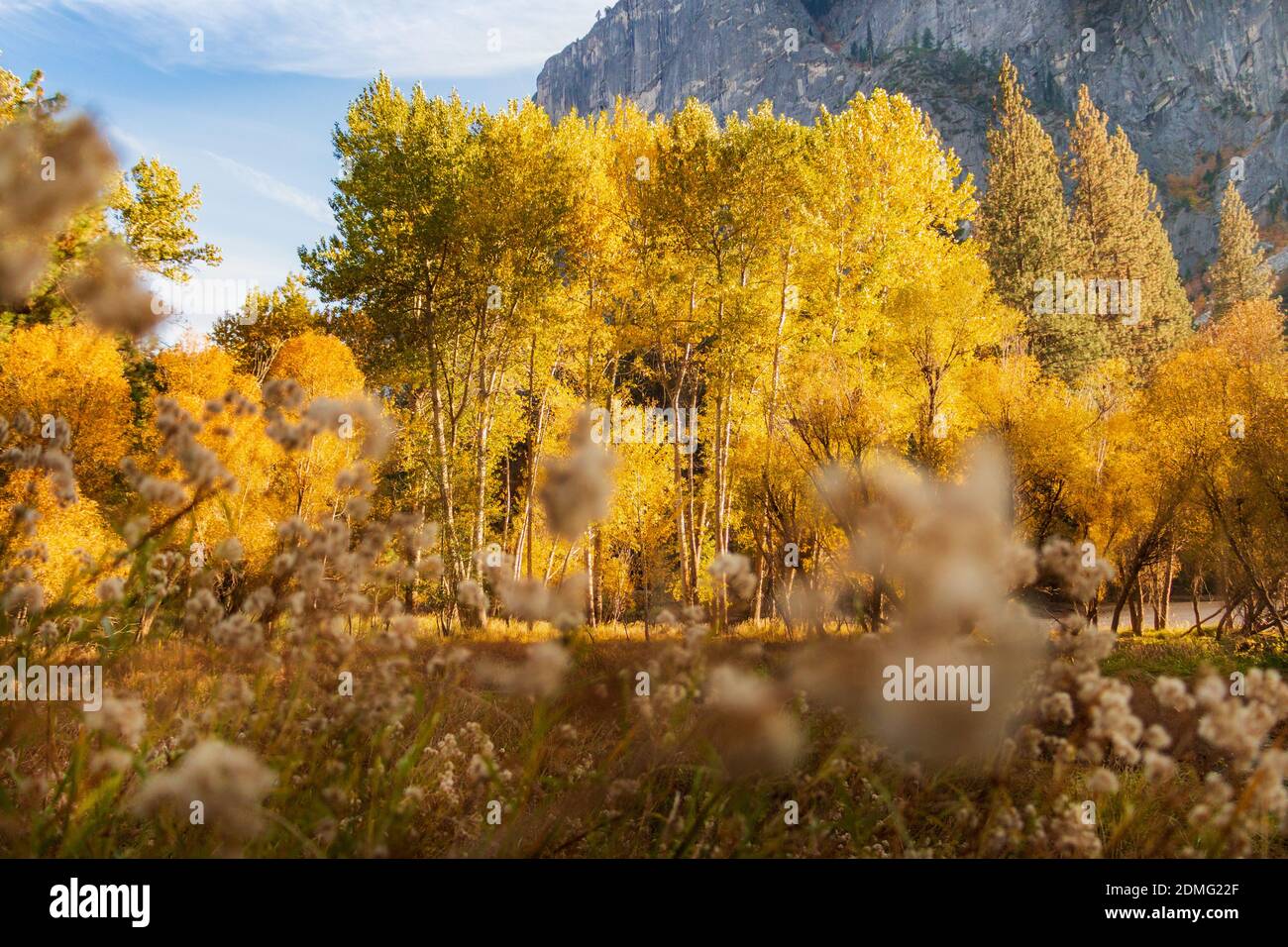Scenic fall colors in Yosemite Valley with a meadow and trees Stock ...