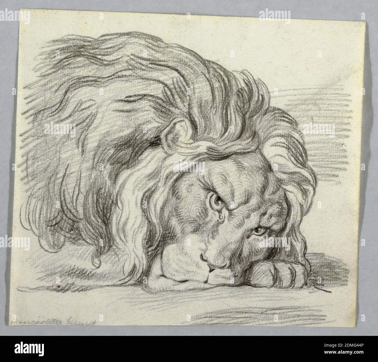 Lion Body Pencil Drawing