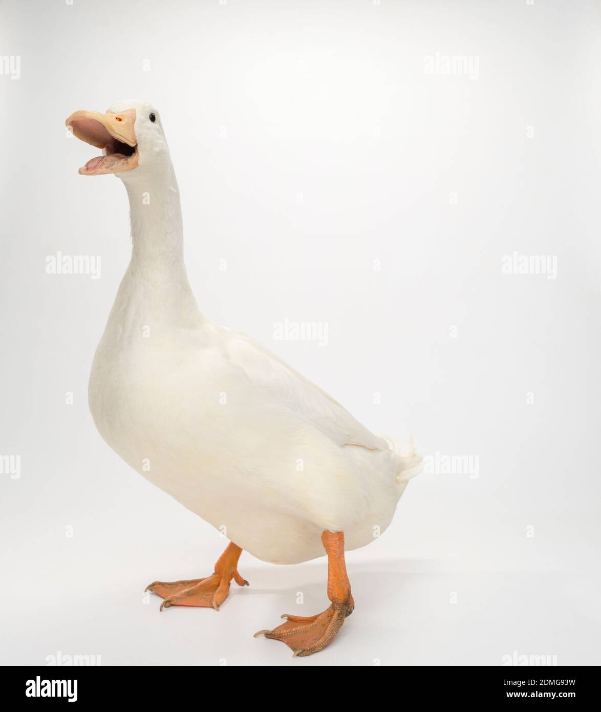 Call duck cut out hi-res stock photography and images - Alamy