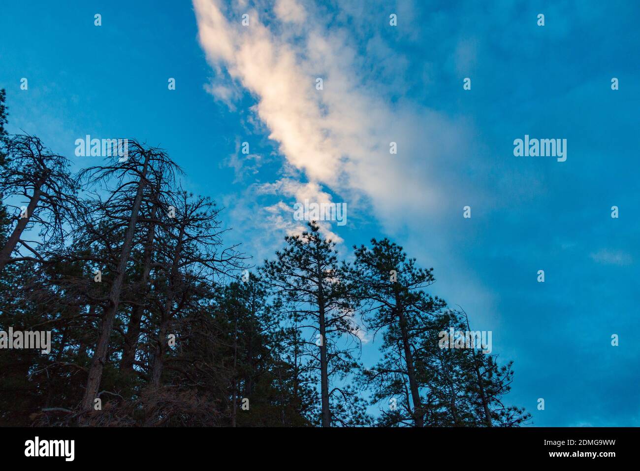 Low angle of pine trees in the twilight hours Stock Photo - Alamy