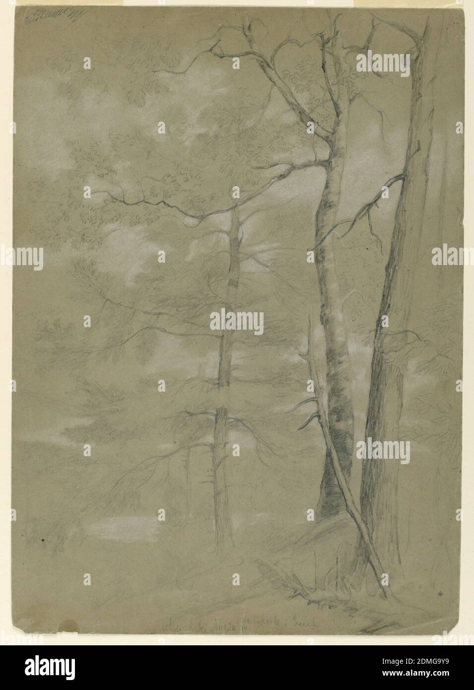 Study of Hemlock and Beech, White Lake, Daniel Huntington, American ...