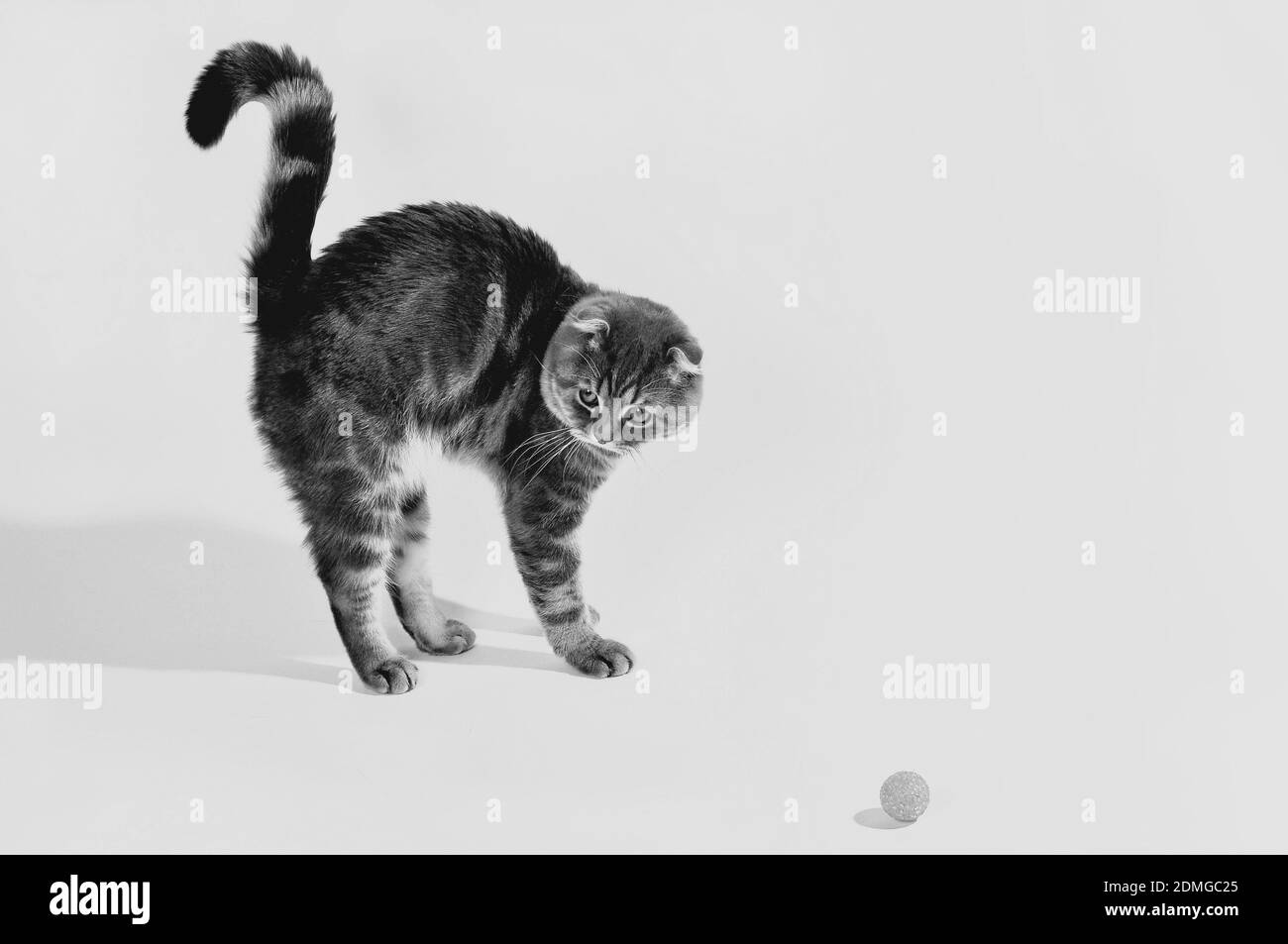 Scared feline Black and White Stock Photos & Images - Alamy