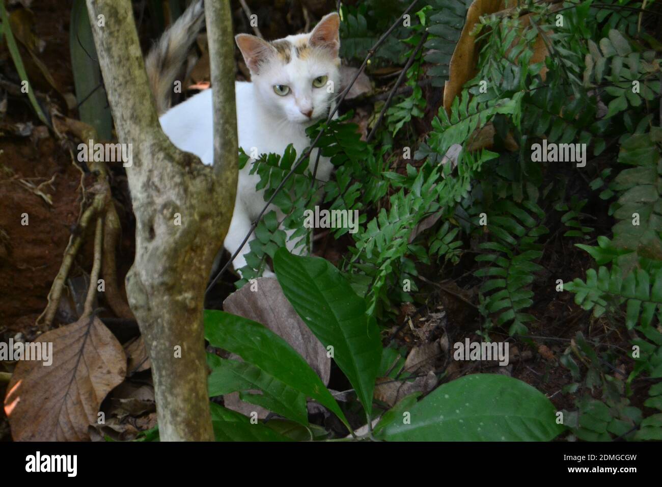 white cat looking to camera Stock Photo - Alamy