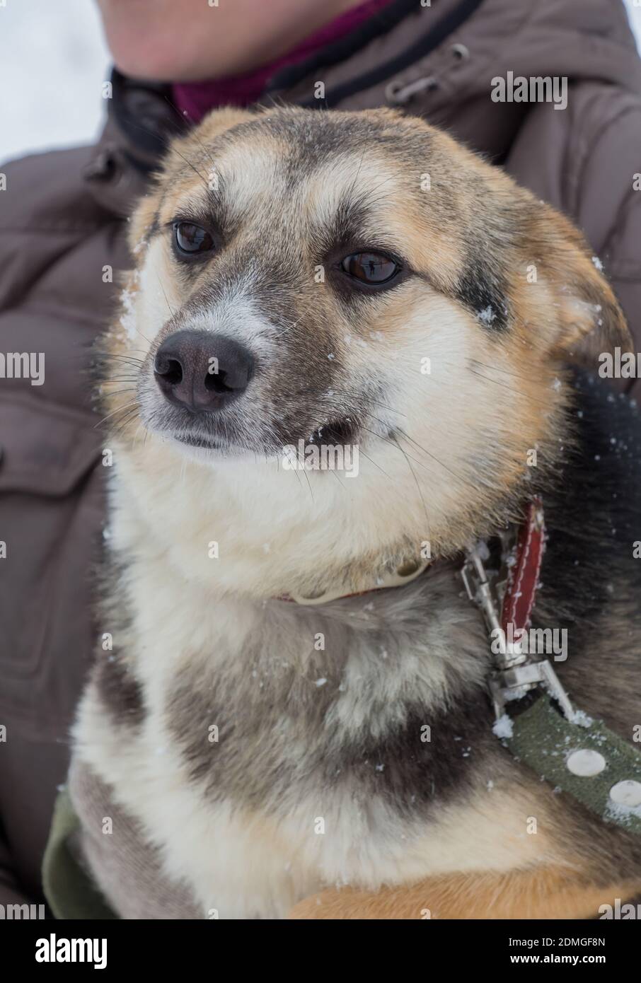 Mongrel homeless dog in an animal shelter waiting for a new house. A ...