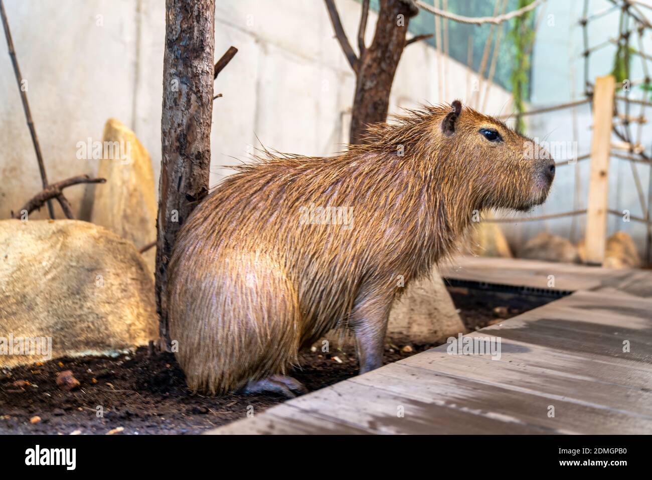A closeup shot of a brown small and adorable wet Capybara animal on the ...