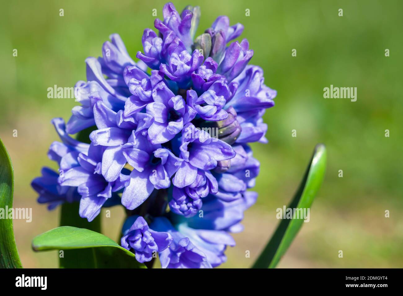 Hyacinths blue flowers macro photo. Hyacinthus is a small genus of ...