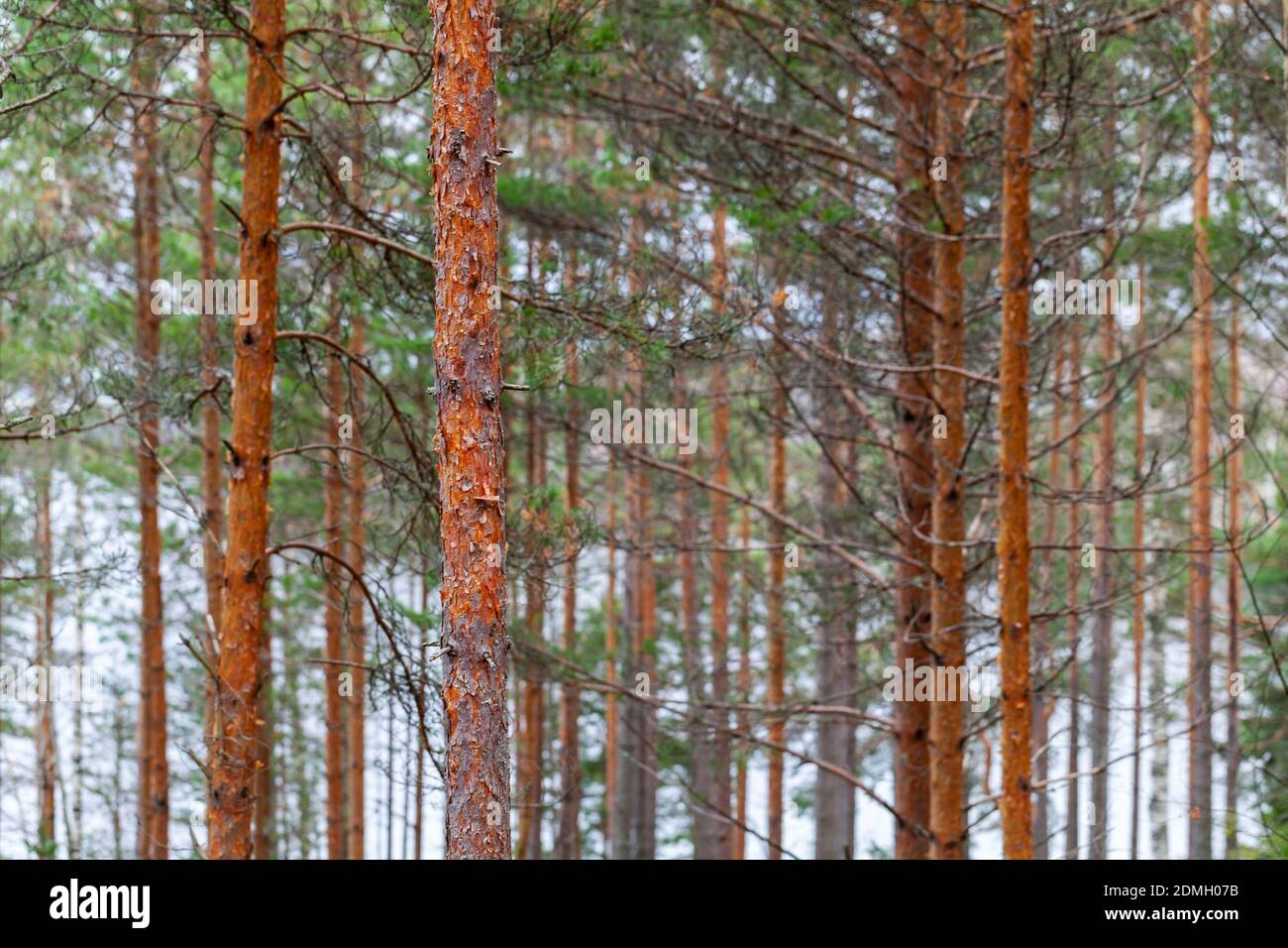 Coniferous forest landscape, wild pine trees trunks Stock Photo - Alamy