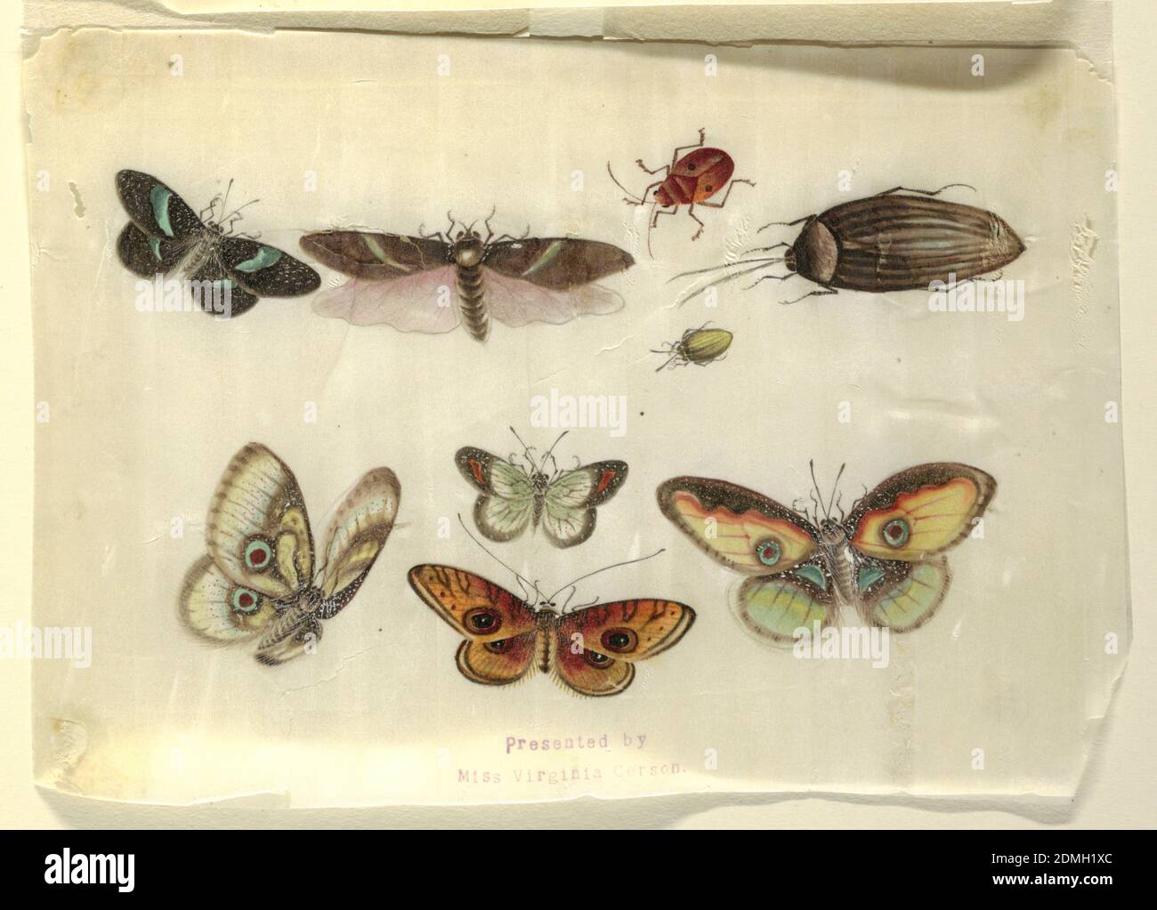 Insects, Rice paper, Detailed representation in color of five ...