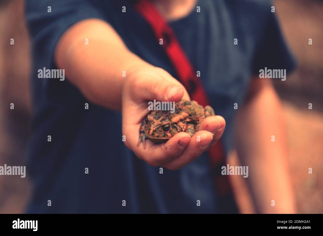 Frog front view hi-res stock photography and images - Alamy