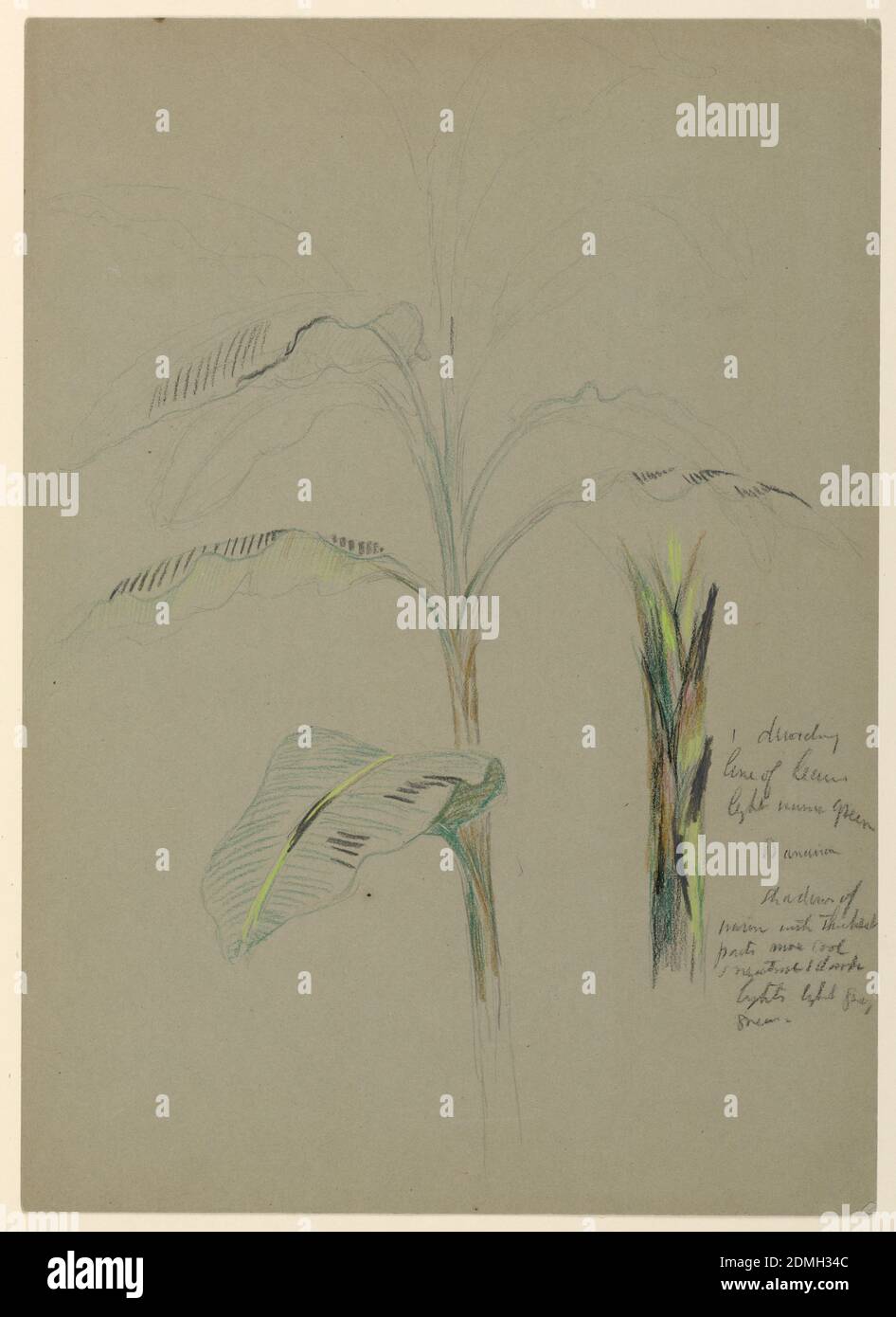 Banana Plant, Daniel Huntington, American, 1816–1906, Graphite, pastel ...