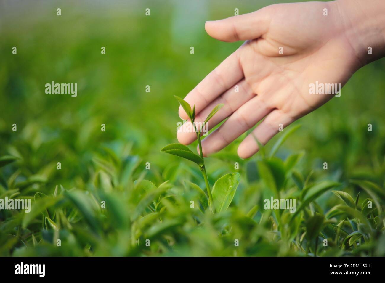 Finger touching plants hi-res stock photography and images - Alamy