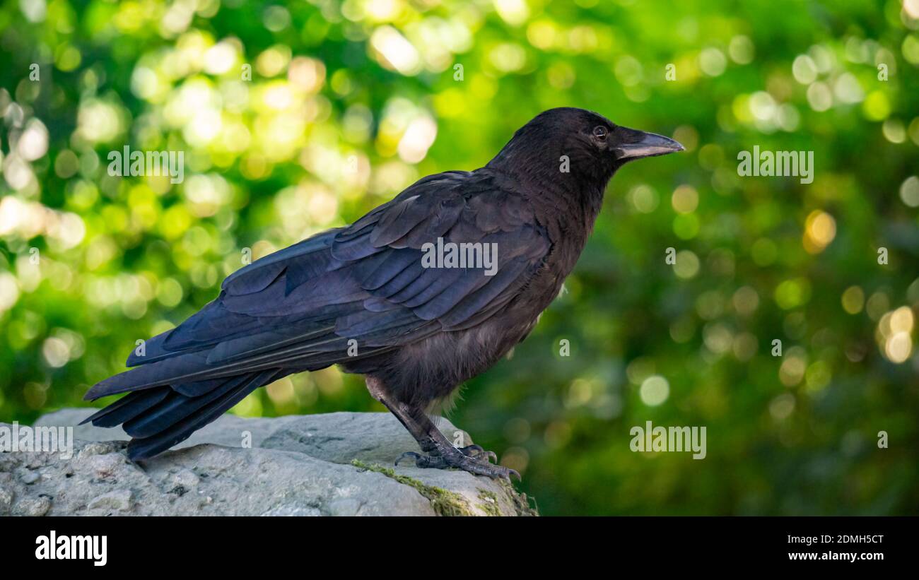 American Crow on a rock in Canada Stock Photo - Alamy