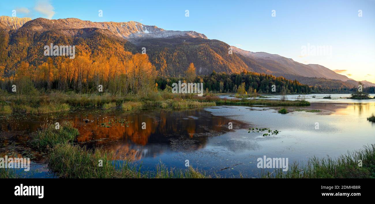 Habitation british birds hi-res stock photography and images - Alamy