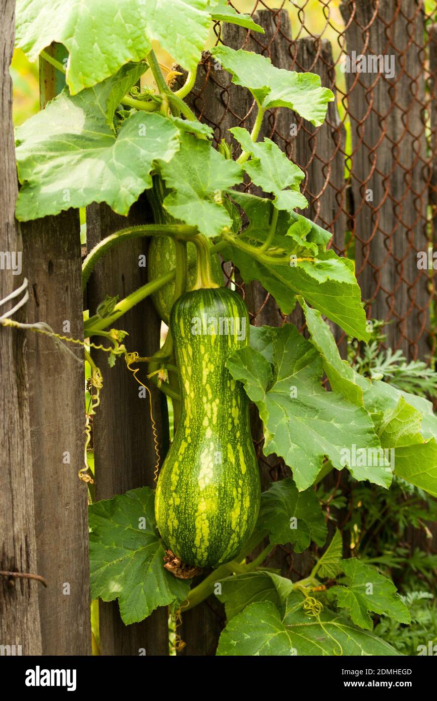 Vegetable marrow. One green vegetable marrow hanging on the fence Stock ...