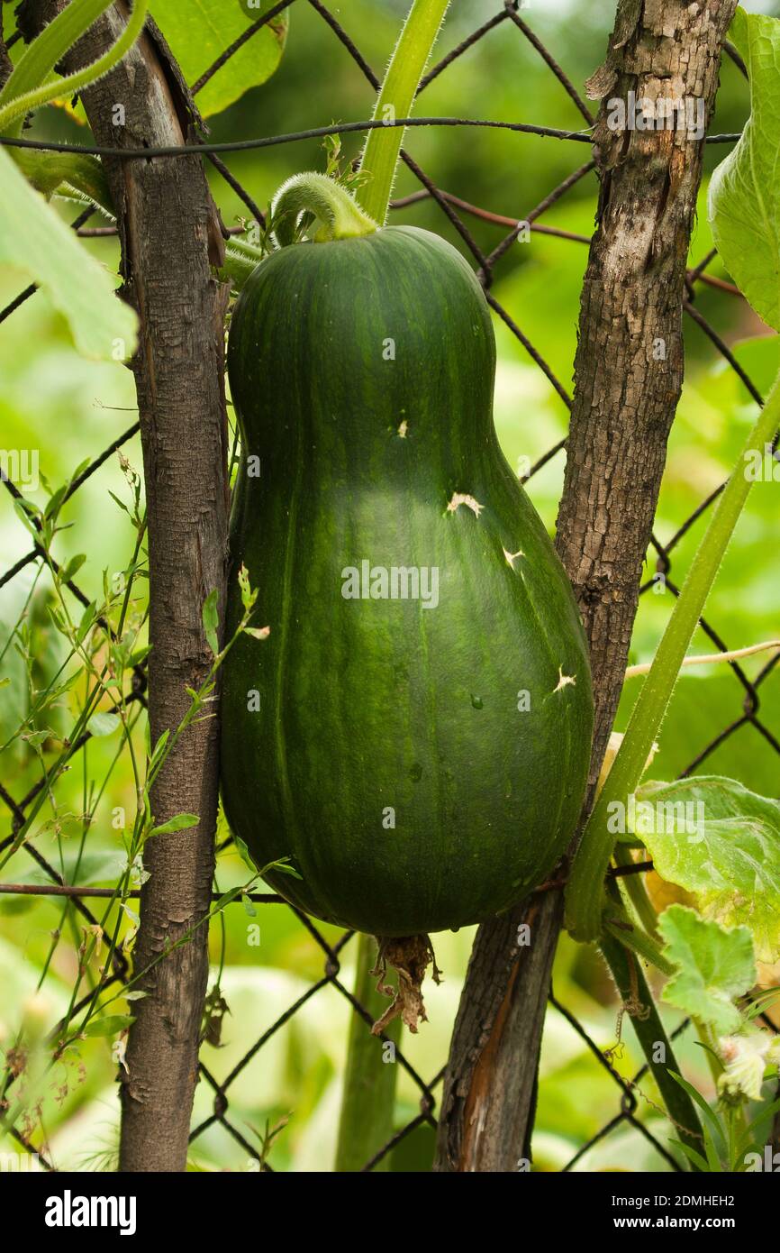 Vegetable marrow. One green vegetable marrow hanging on the fence Stock ...
