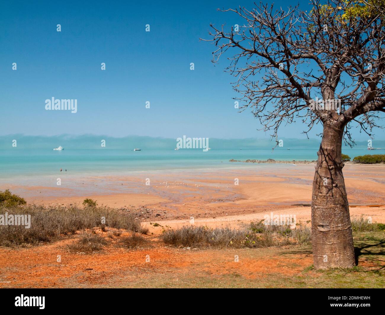 Boab tree (Adansonia gregorii), at Broome's Town Beach, Western ...