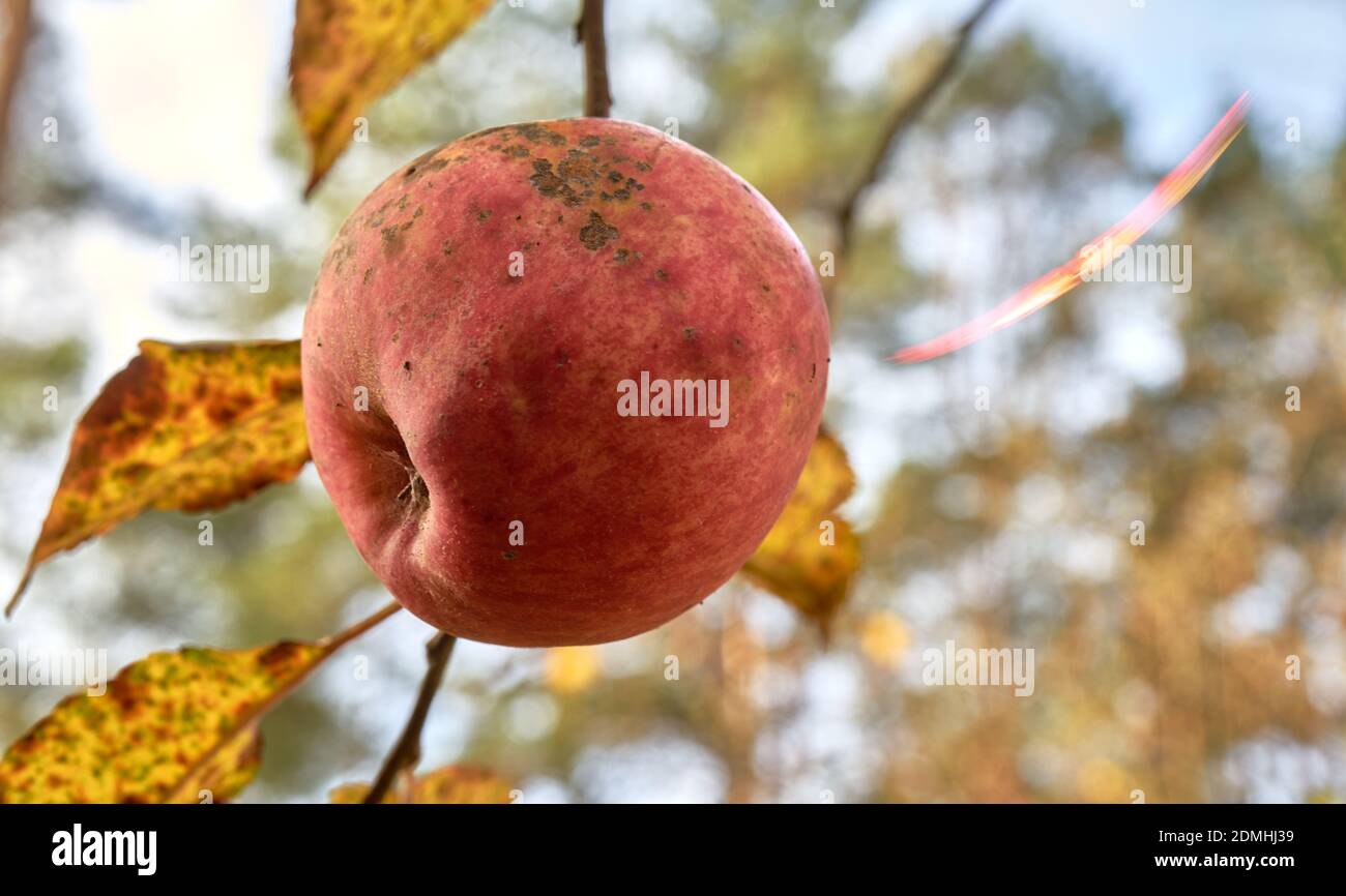 Last spotted old ugly winter apple hanging from a branch with wilted ...