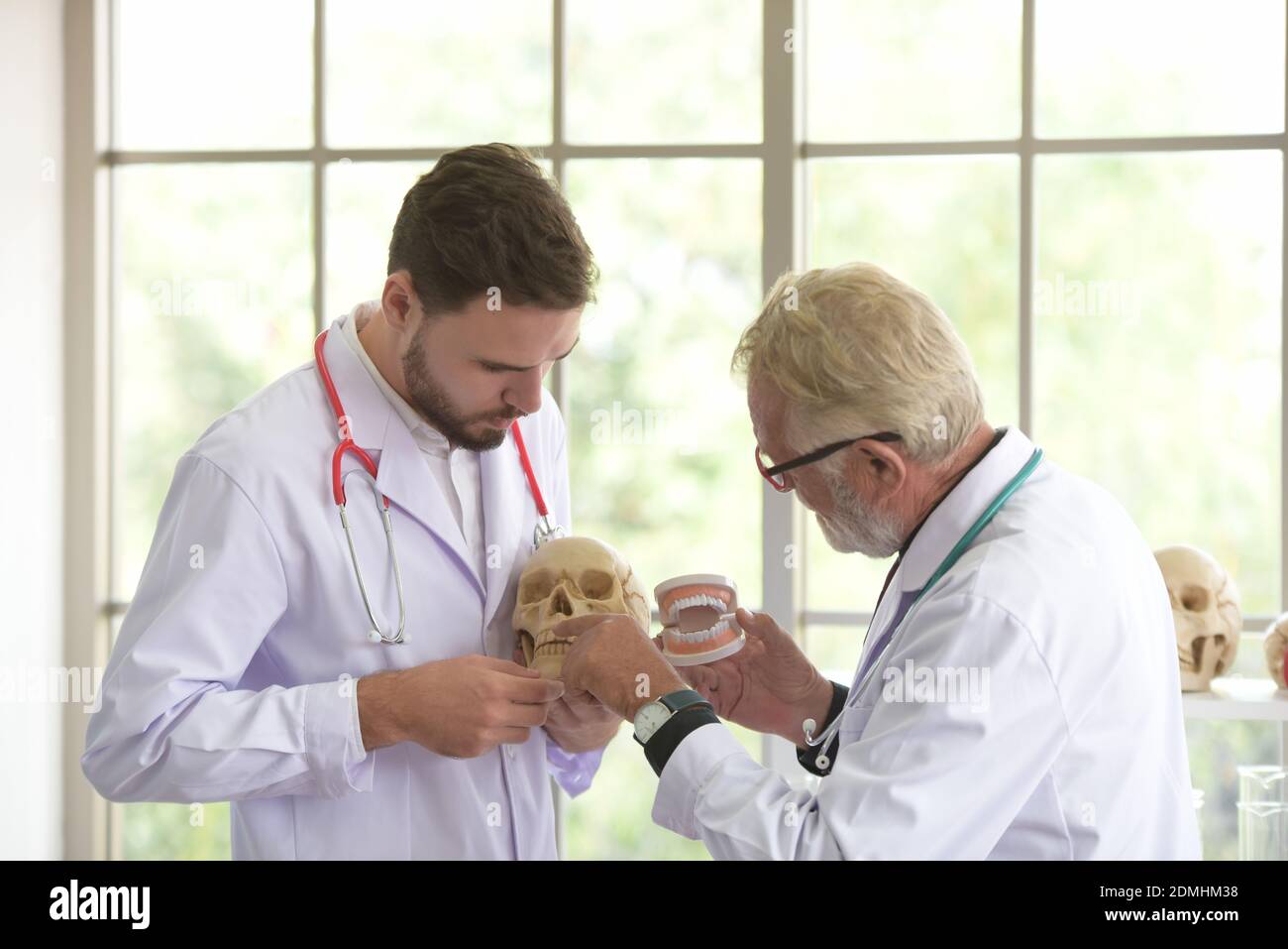 Examining skulls hi-res stock photography and images - Alamy