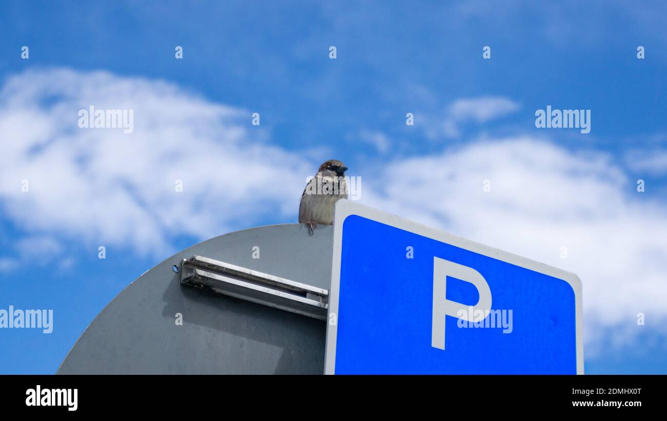 Bird parking sign hi-res stock photography and images - Alamy