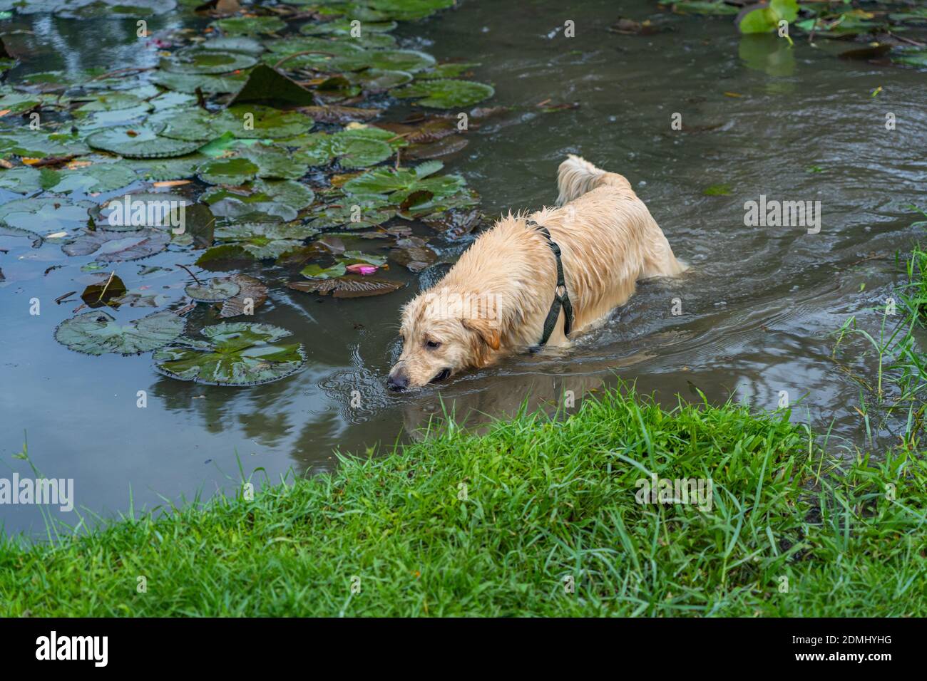 One mature golden retriever dog swimming in the lily pad pond Stock ...