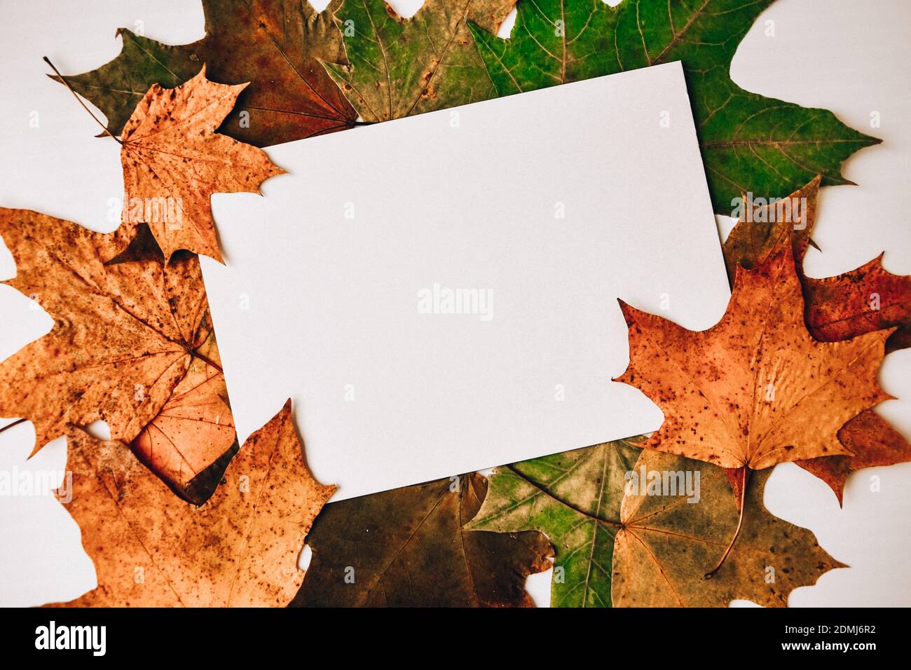 Mock up Greetings typing background with autumn leaves, white paper and ...